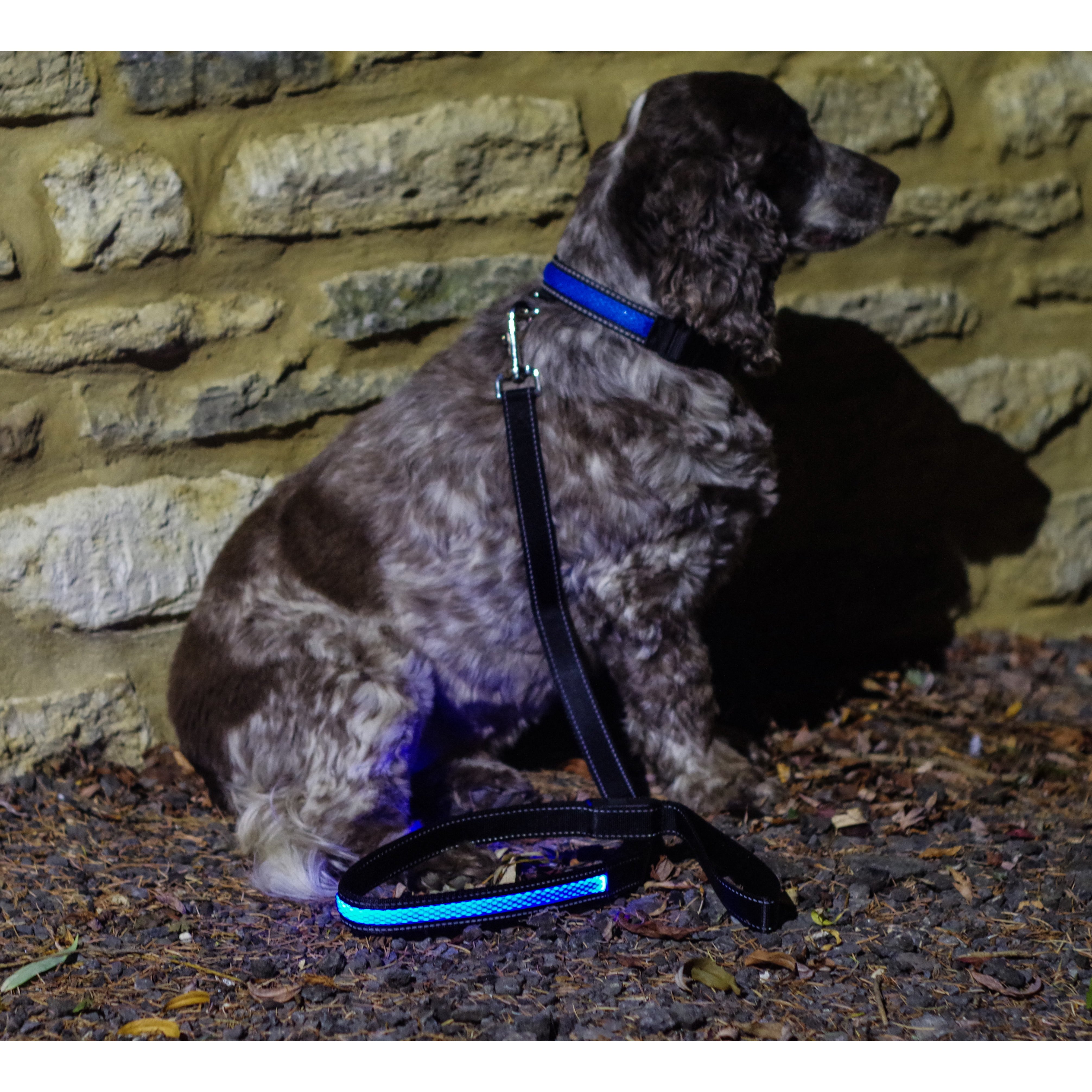 Blue LED Light up Dog Lead | Illuminated Apparel